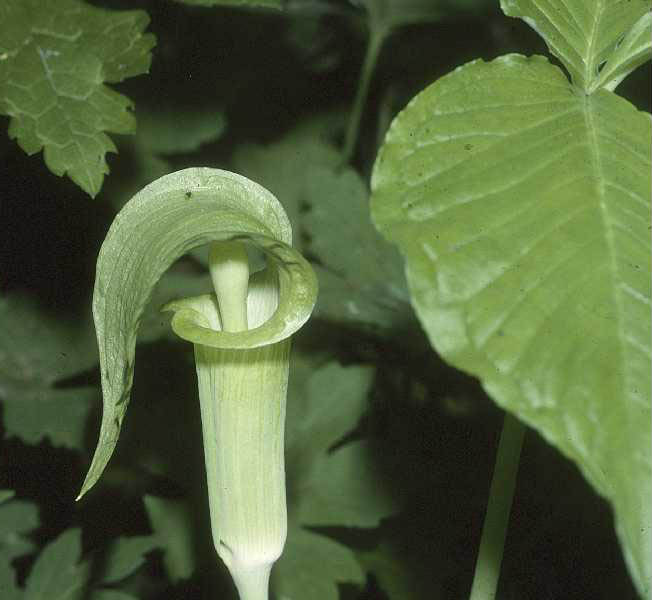 10 Poisonous Plants in Nepal